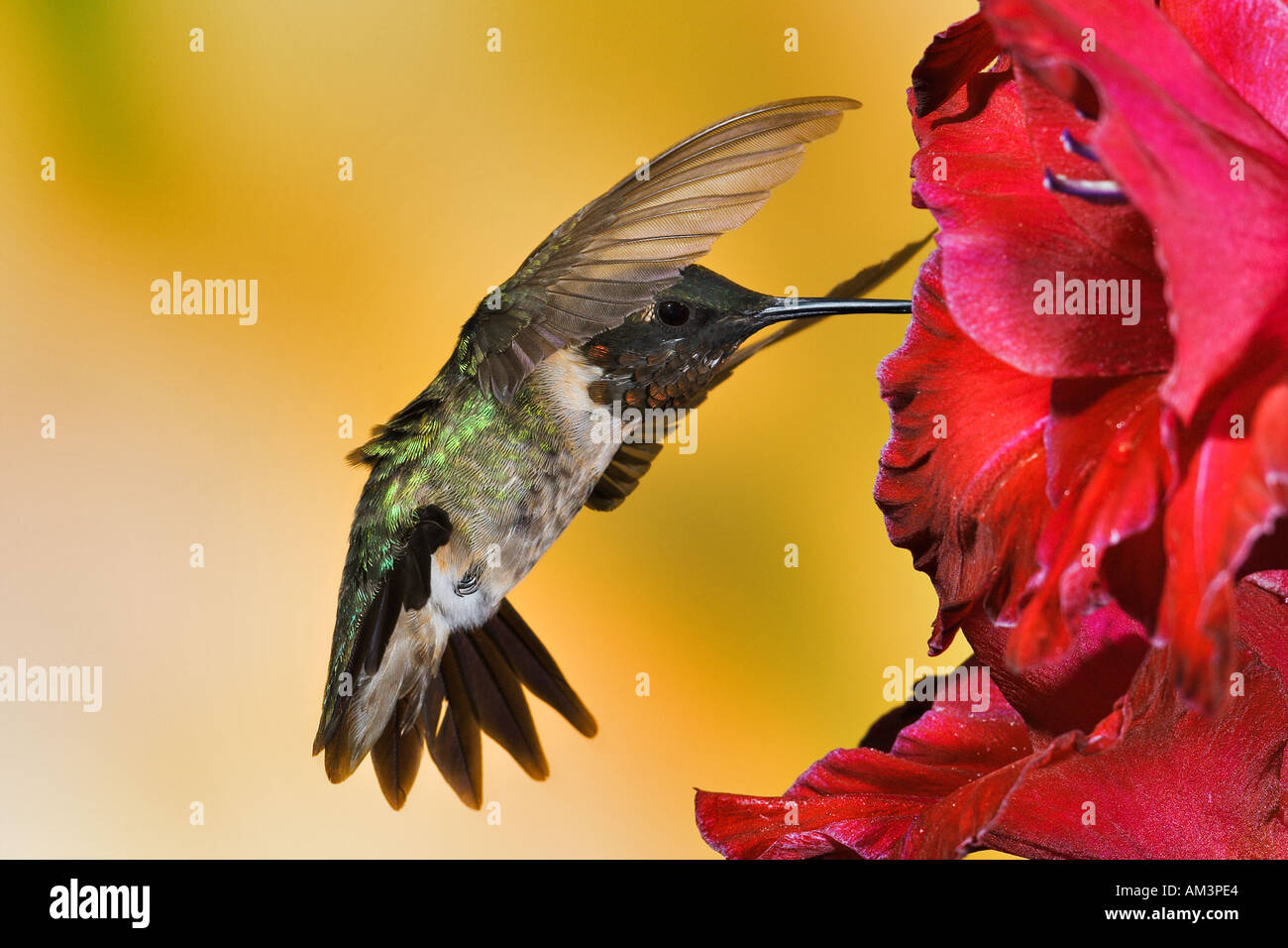 Ruby Throated Hummingbird Feeding Stock Photo - Alamy