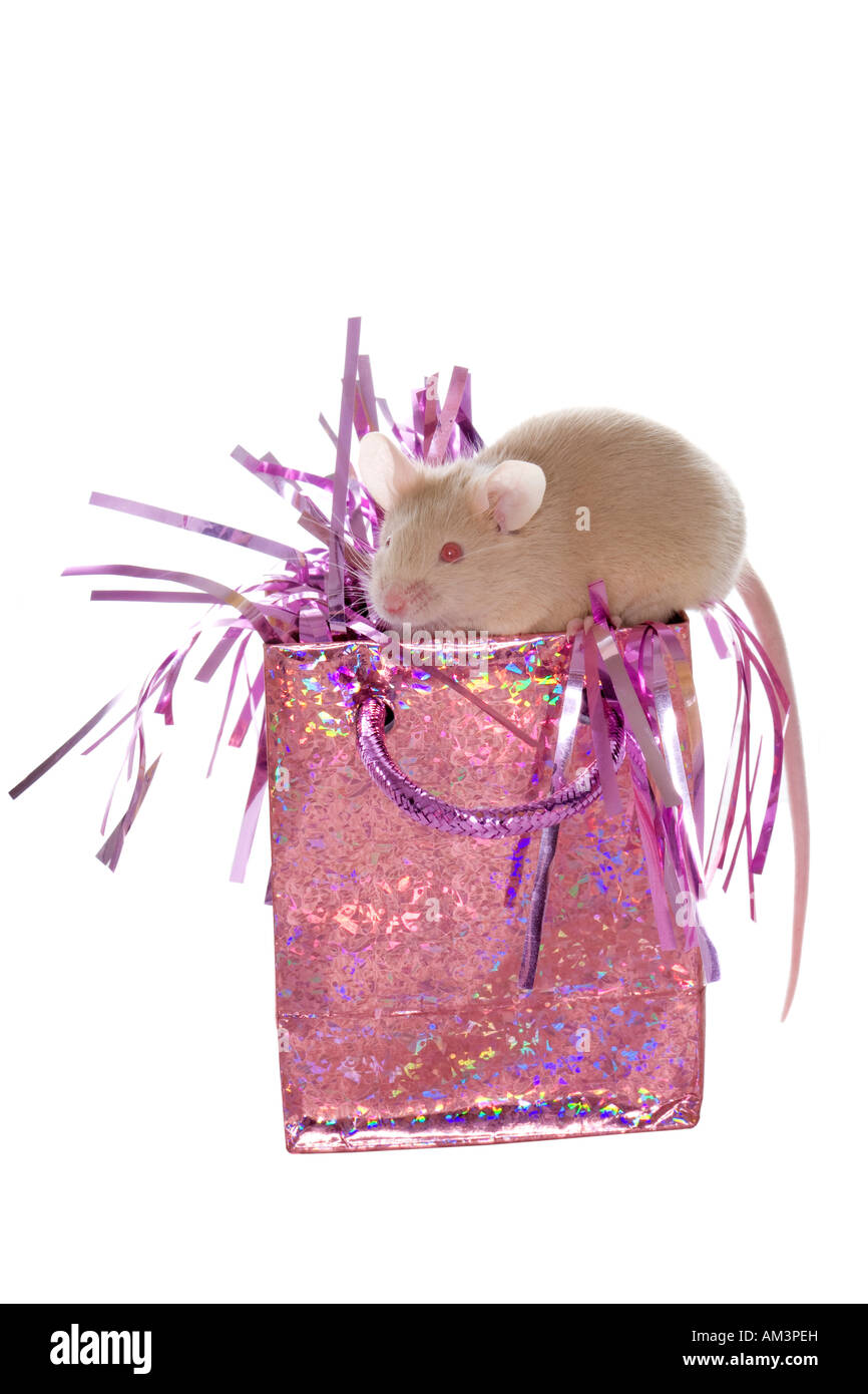 Tan mouse with pink eyes on pink birthday gift bag isolated on white ...