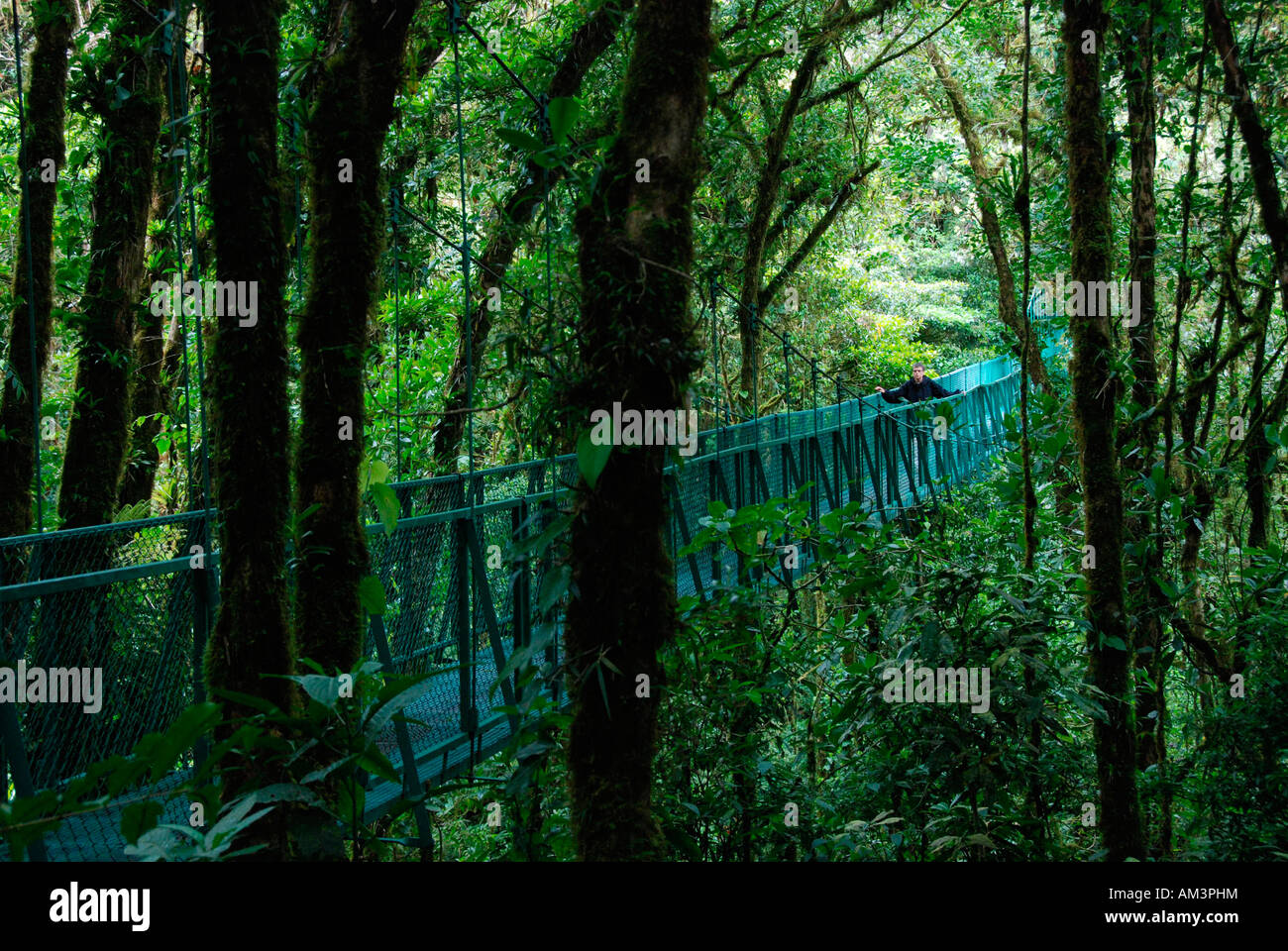 Hanging bridge at Selvatura Park, Monteverde rain forest protected area ...