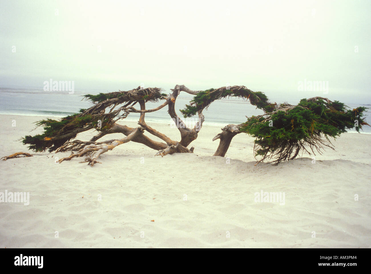 Wind blown Cypress tree in dunes Carmel CA Stock Photo - Alamy