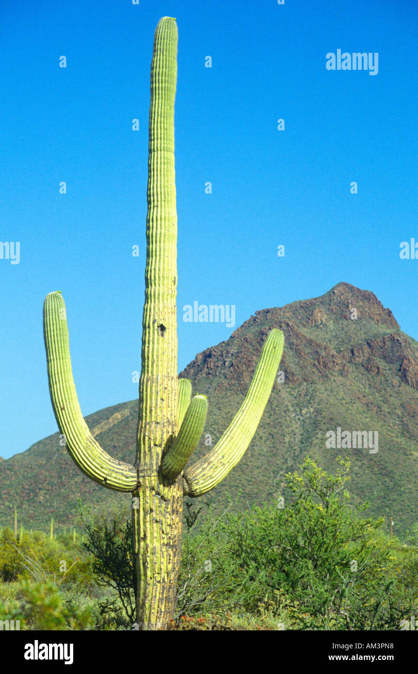 Saguaro National Monument Tucson AZ Stock Photo - Alamy
