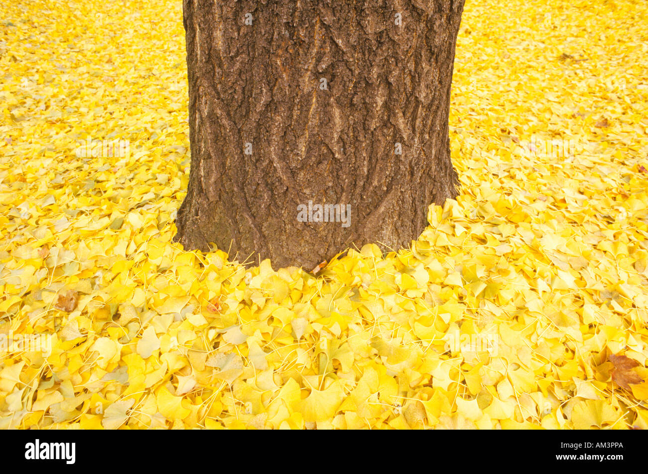 Autumn leaves around trunk of tree DE Stock Photo - Alamy