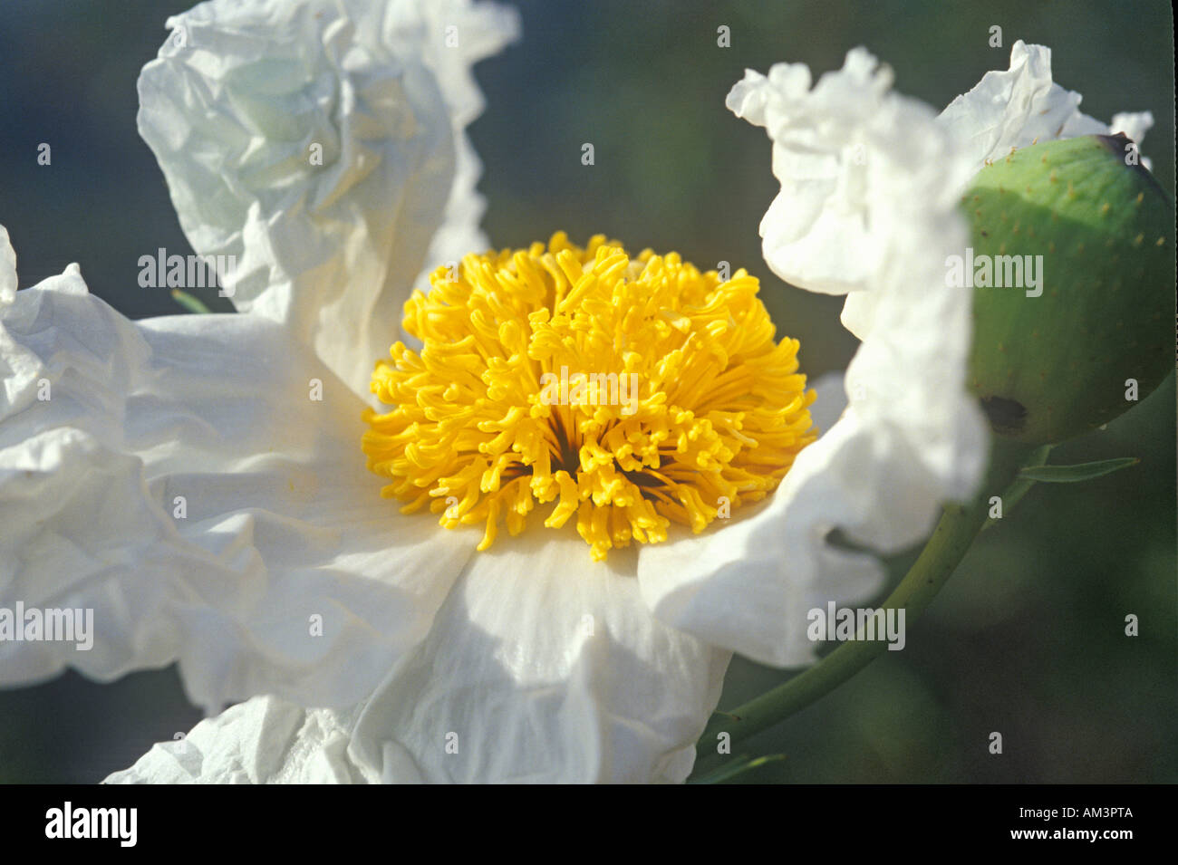 Matilija hi-res stock photography and images - Alamy