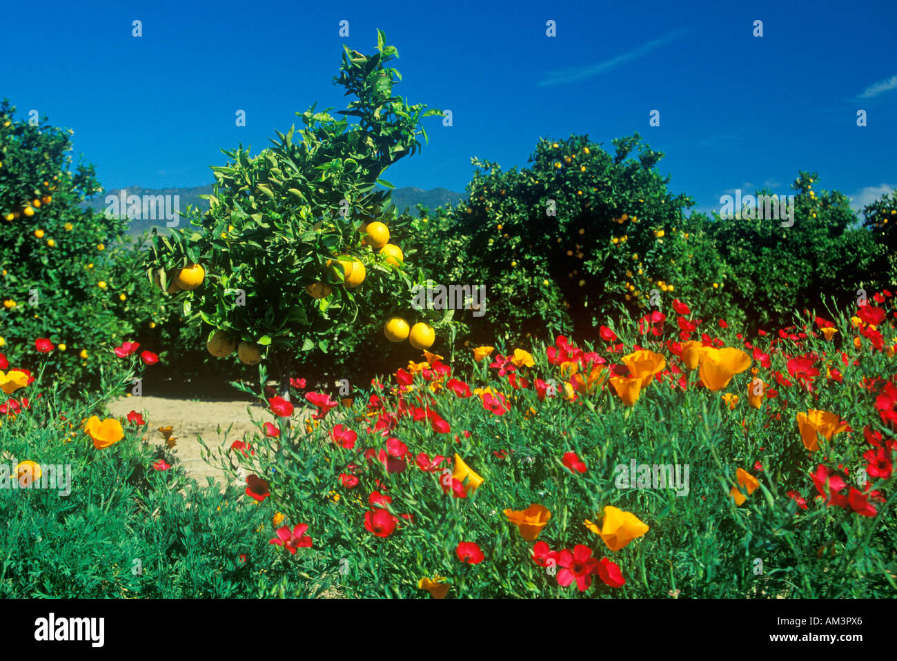 Orange Groves California High Resolution Stock Photography and Images ...