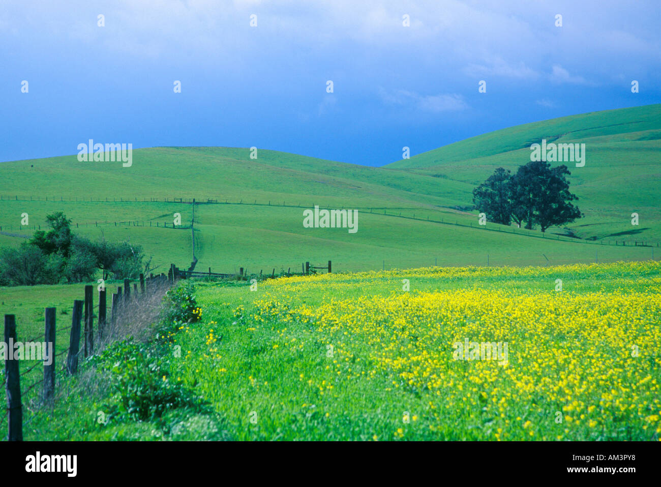 Spring field of Mustard with fence Cambria CA Stock Photo - Alamy