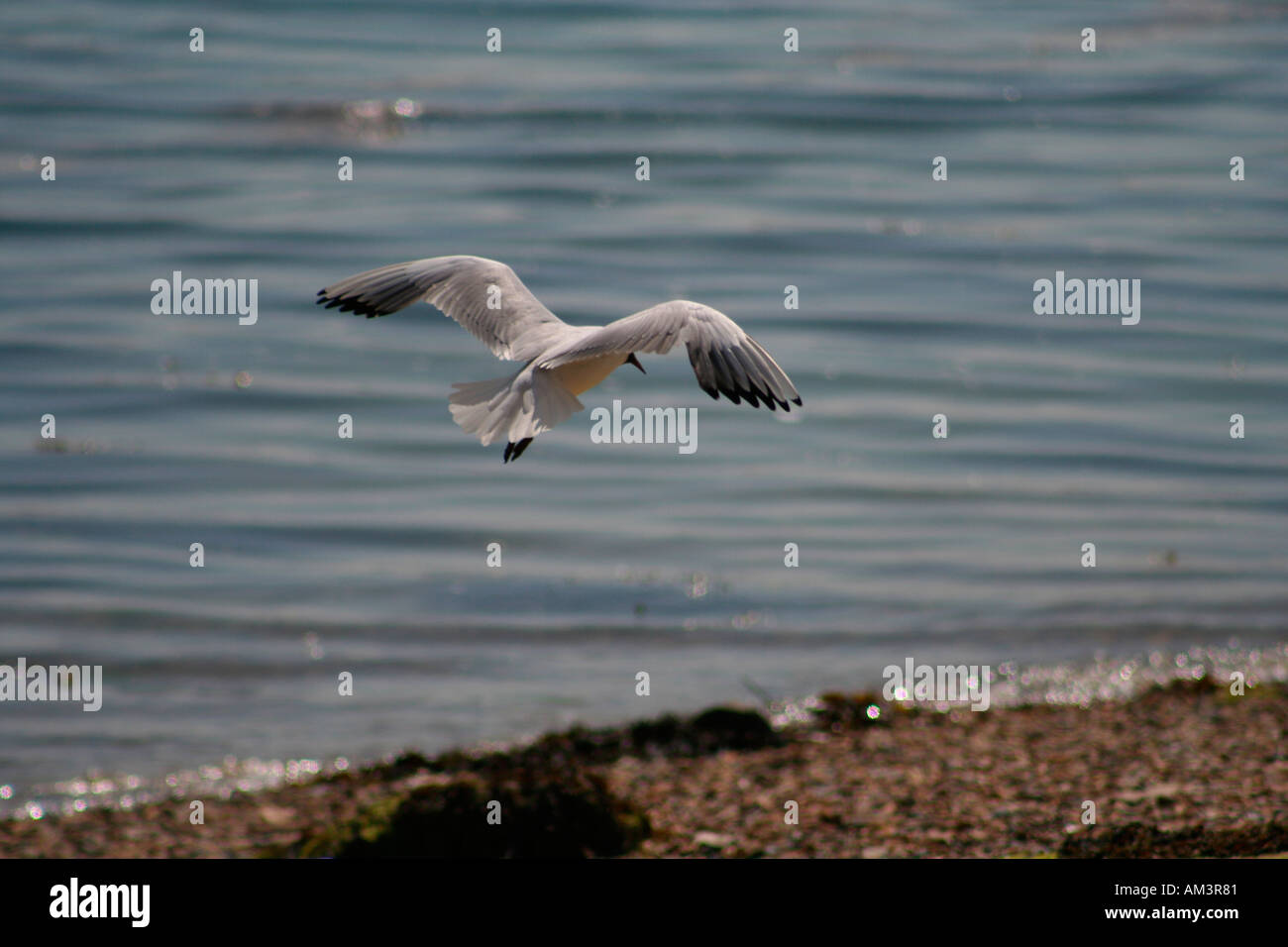 Swooping seagull hi-res stock photography and images - Alamy