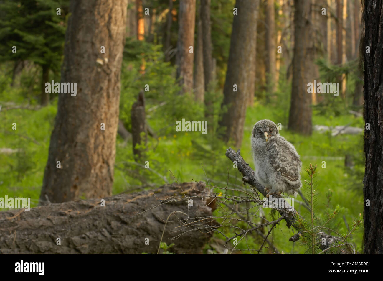 Great Gray Owl Fledgling Chick Blue Mountains Oregon USA Stock Photo ...