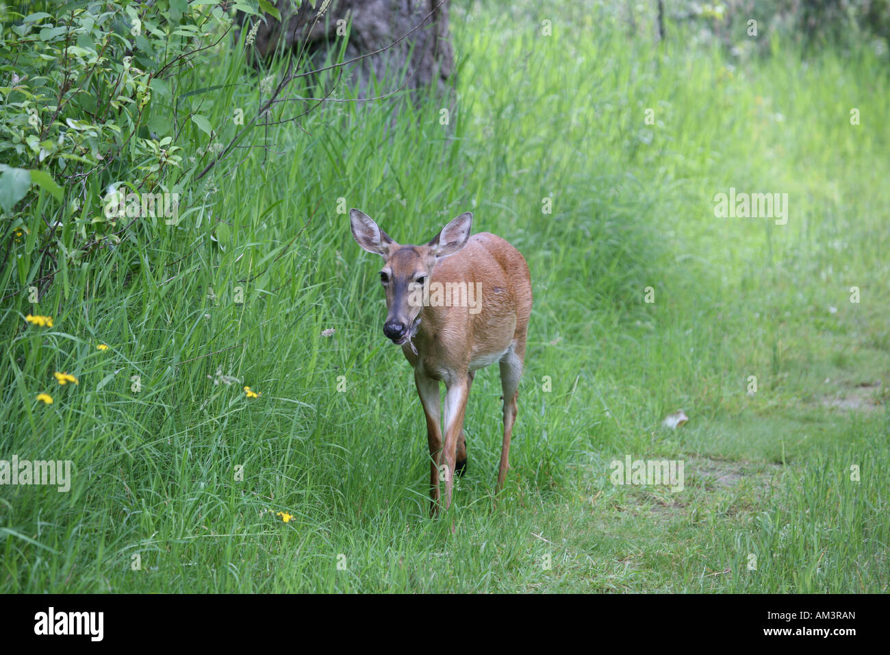 Doe in green grass hi-res stock photography and images - Alamy
