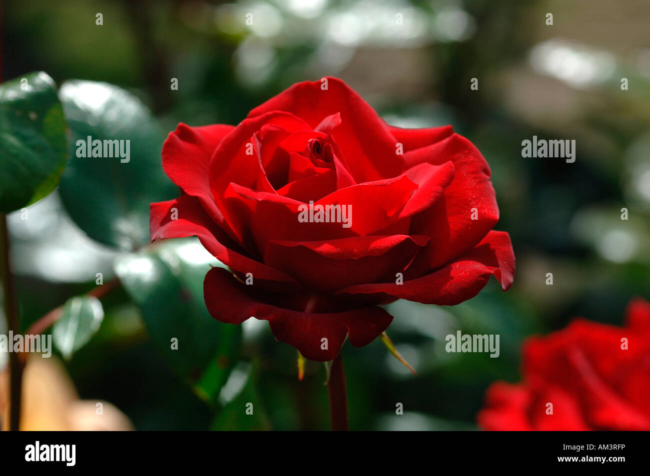 Ingrid bergman rose hi-res stock photography and images - Alamy