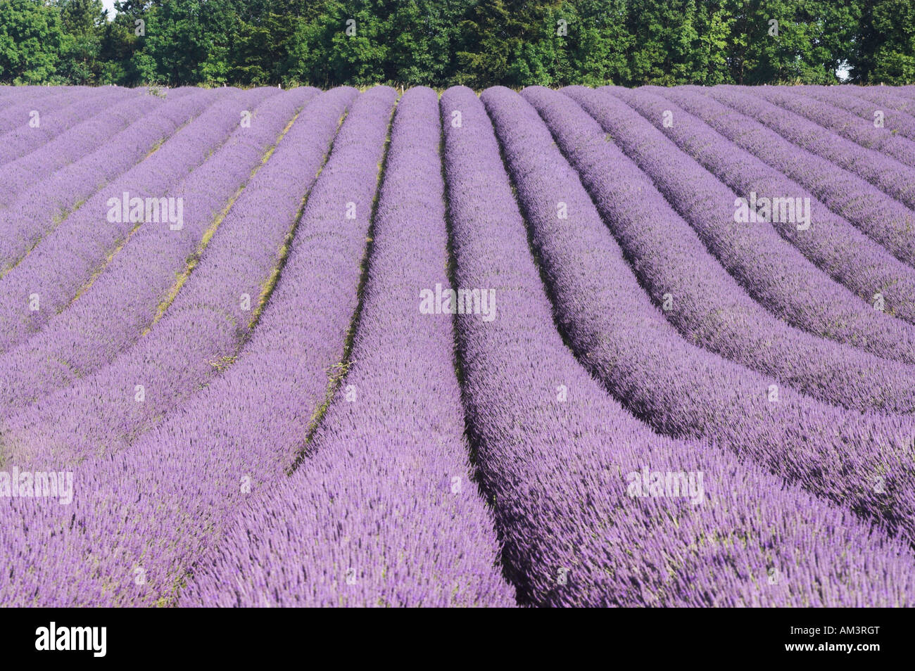 English lavender field with rows of lavender at snowshill lavender farm ...