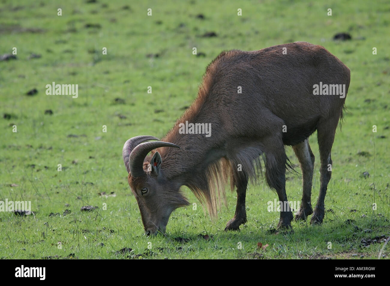 Wild goat in green field eating grass Stock Photo - Alamy