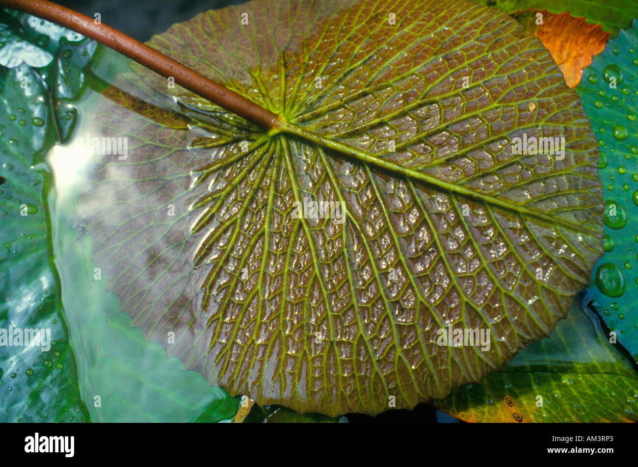 Detail of bottom of lily pad Miami FL Stock Photo - Alamy