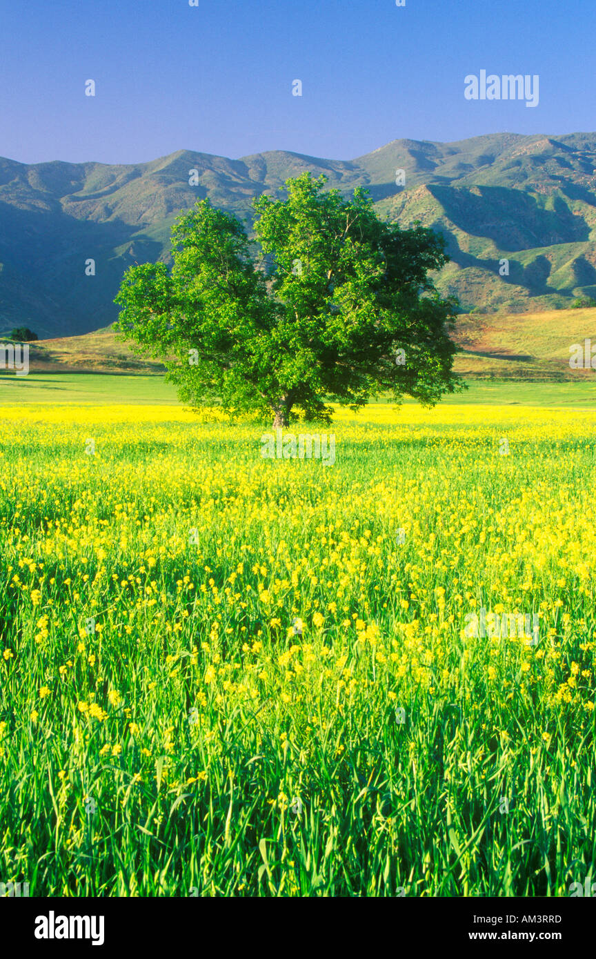 California oak tree in mustard hi-res stock photography and images - Alamy