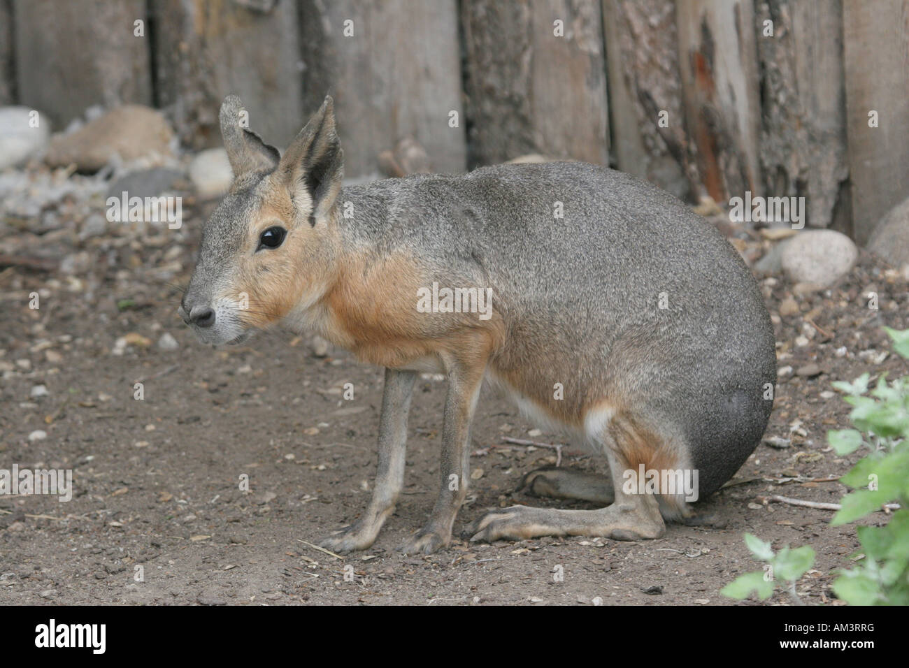 Patagonian Mara rodent animal Stock Photo - Alamy