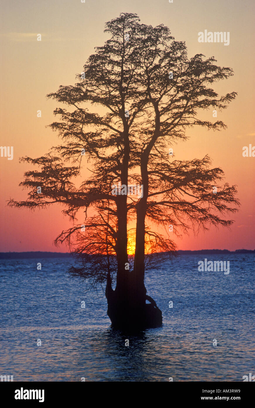 Silhouette of tree in James River Jamestown VA Stock Photo - Alamy