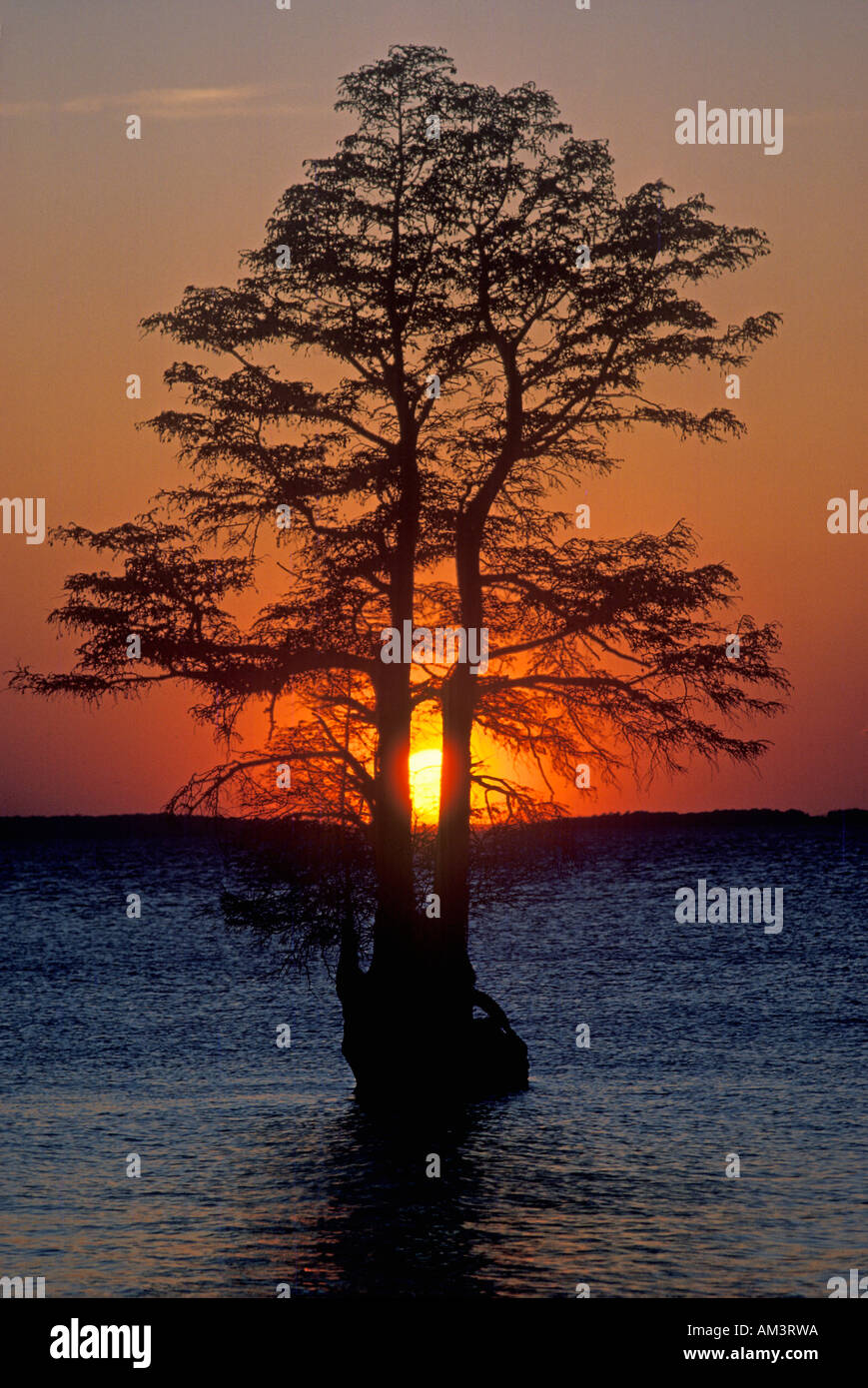 Silhouette of tree in James River Jamestown VA Stock Photo - Alamy