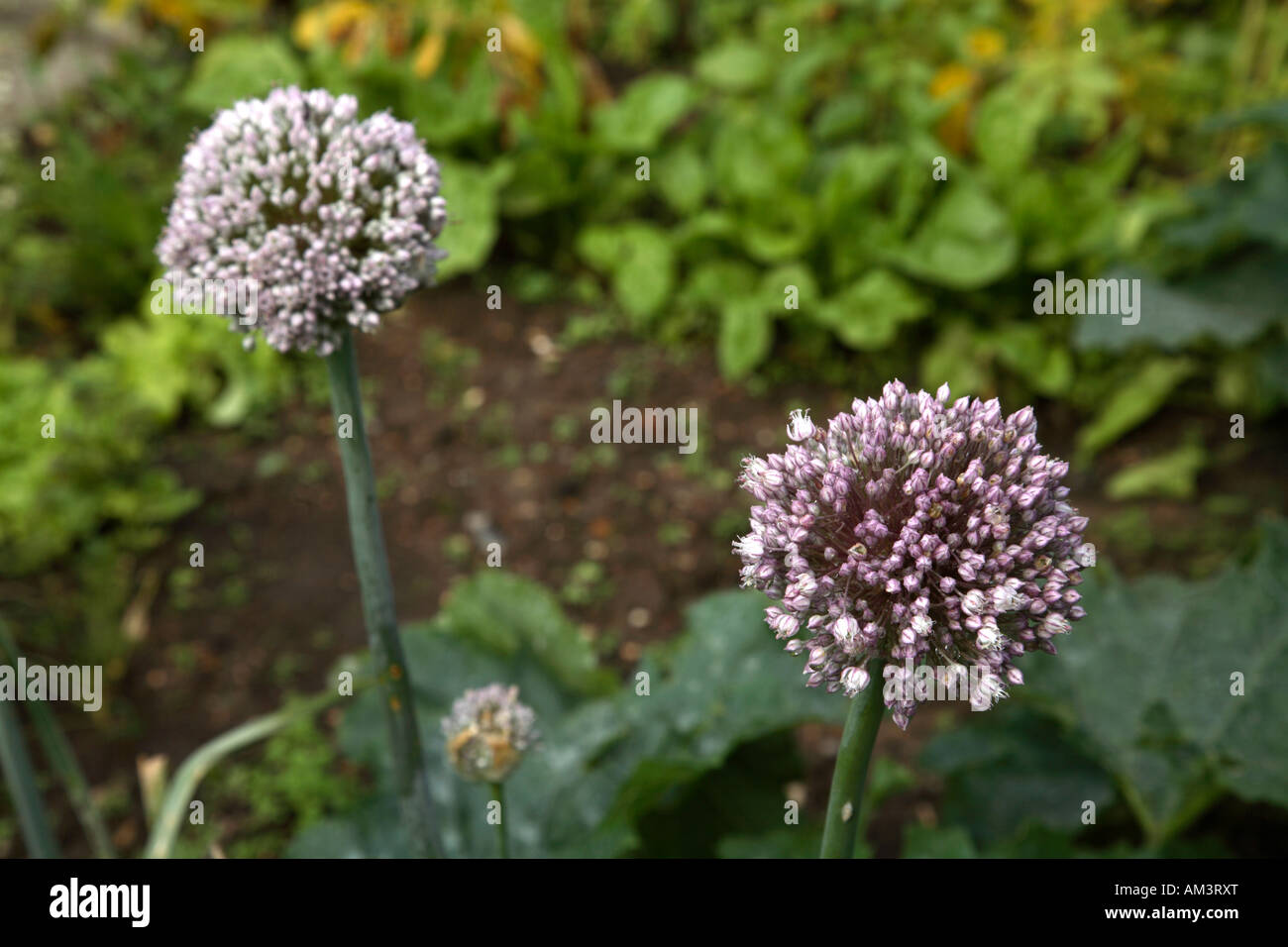 Leek Seed Heads in Vegetable Garden Stock Photo - Alamy