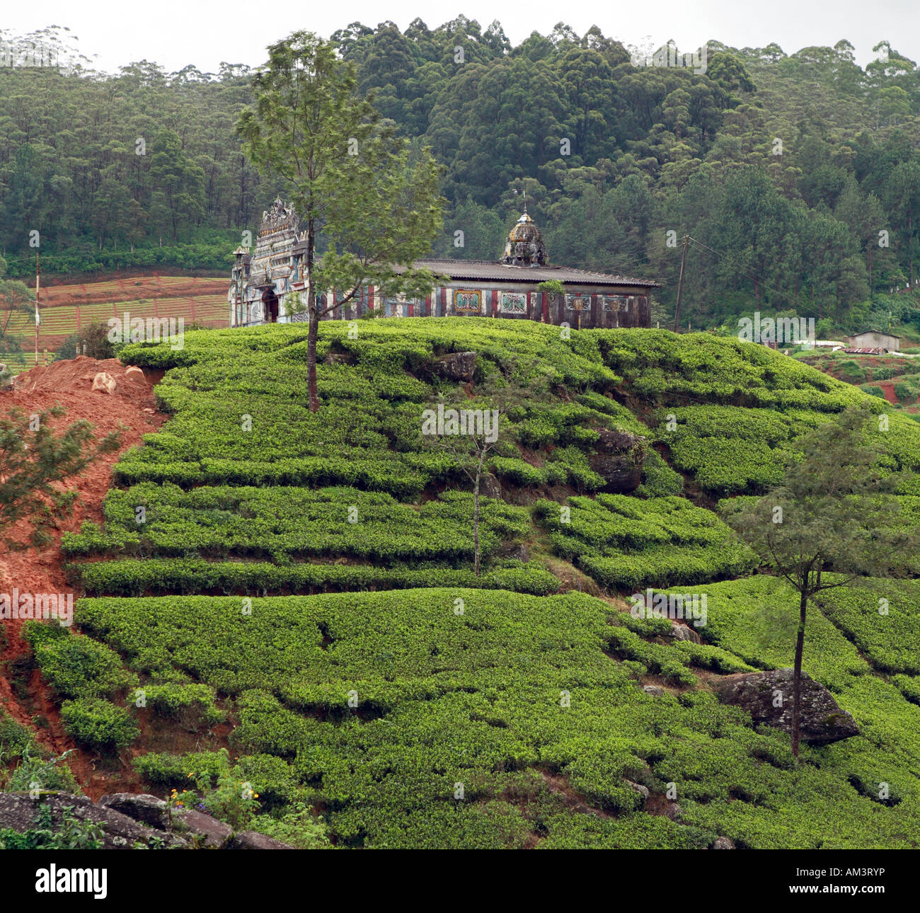 A make shift Hindu temple stands above the tea plantation terraces on ...