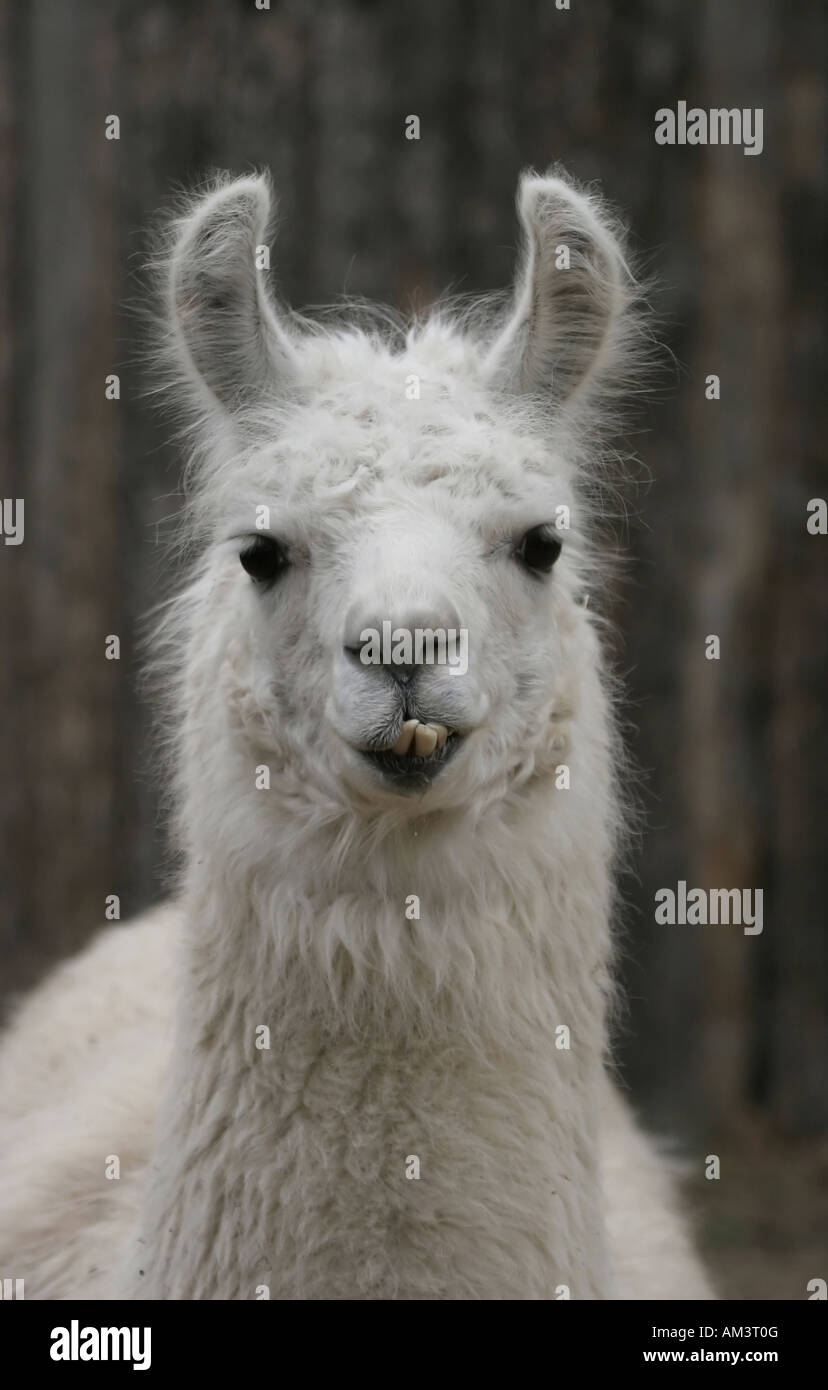 Llamas Smiling
