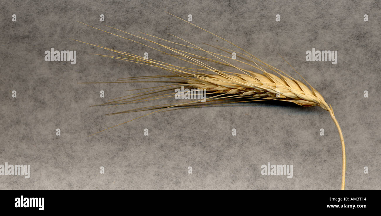 Wheat head still ife in panorama on handmade paper background Stock ...