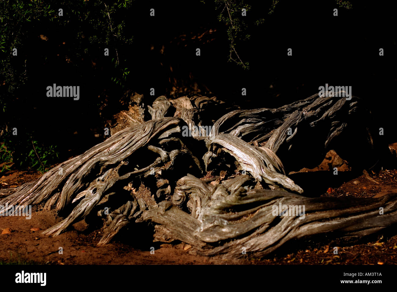 Old Tree Root Stock Photo - Alamy
