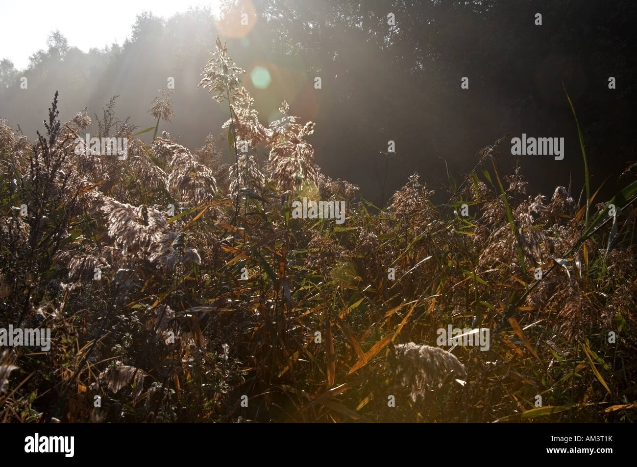 Early morning backlit scene along Mother Drain showing lens flare ...