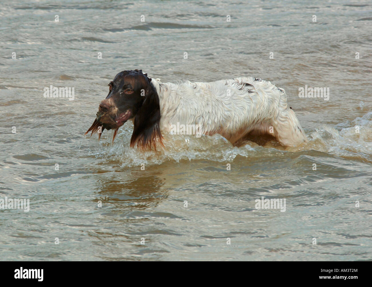 A Springer Spaniel Dog,Playing In The Freshwater Of Carsington ...