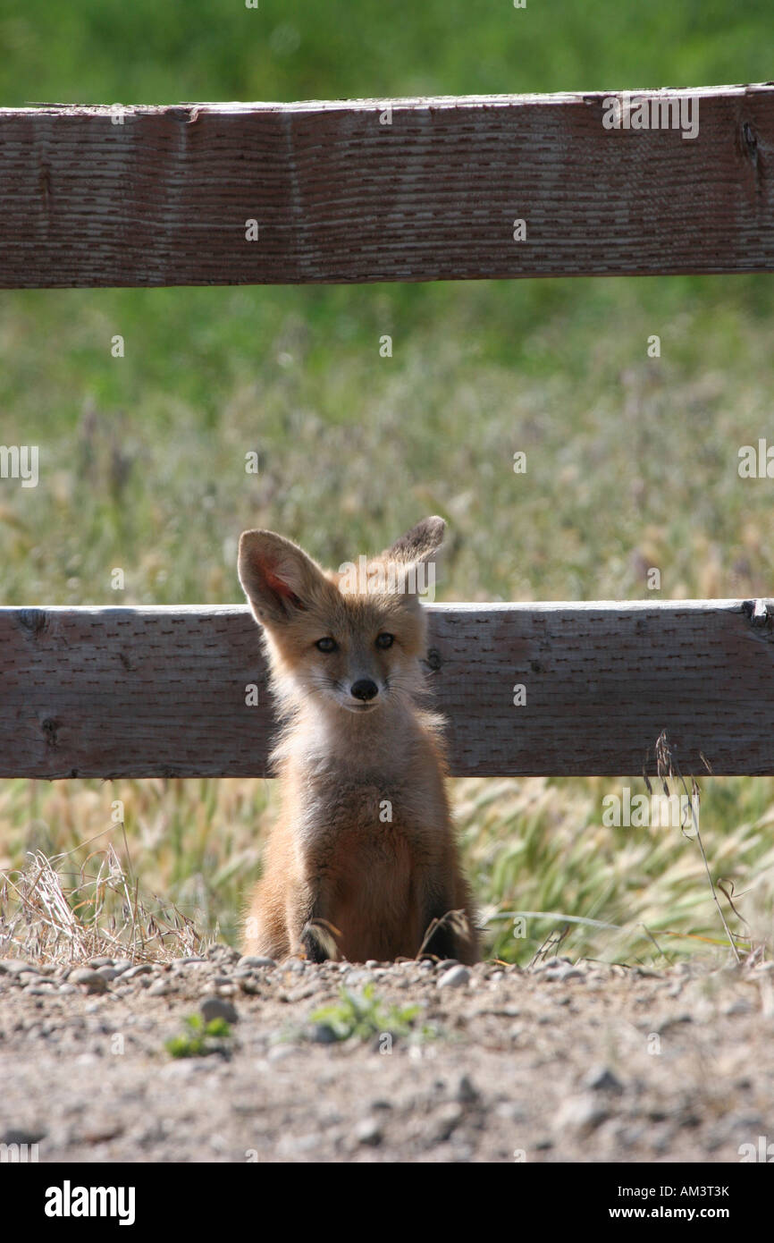 Red fox kit under fence in field Stock Photo - Alamy