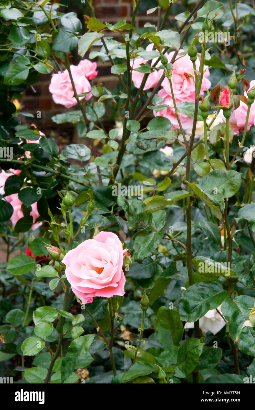 A closeup of a pink hybrid tea rose flowers against leaves Stock Photo ...
