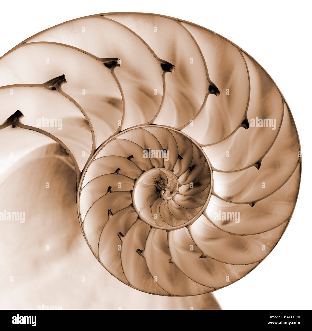 Close up image of a nautilus shell that has been cut in half Stock ...