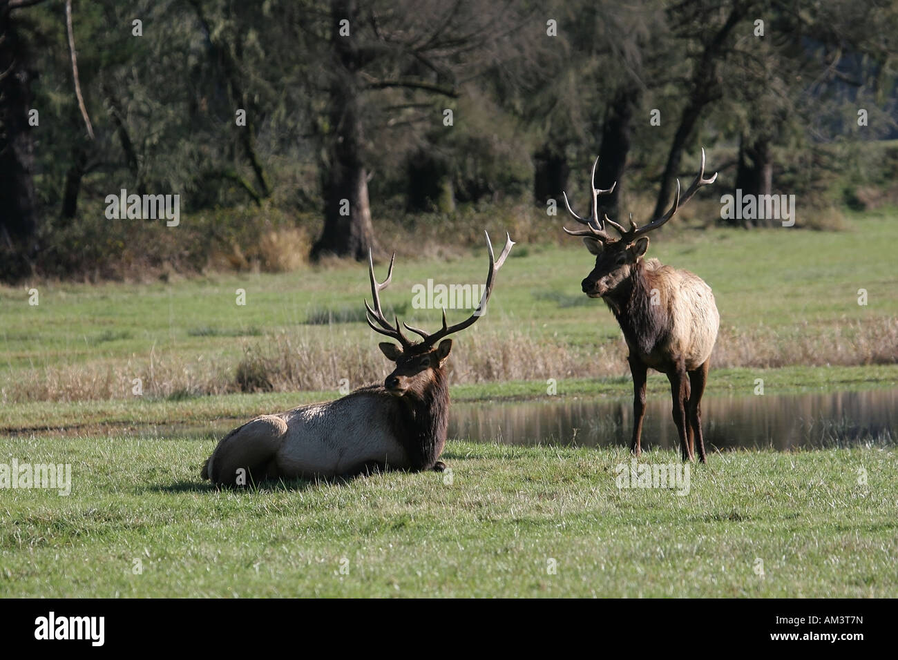 Two Bull Elk in the Field with large racks Stock Photo - Alamy