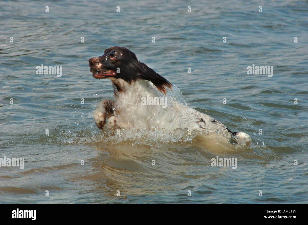 A Springer Spaniel Dog,Playing In The Freshwater Of Carsington ...