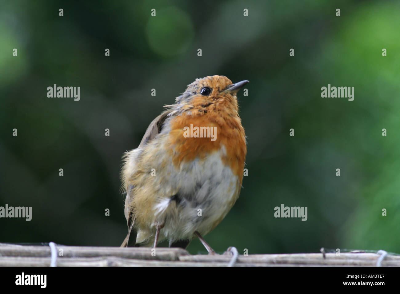 Scruffy robin hi-res stock photography and images - Alamy