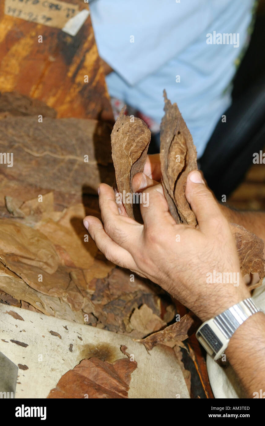 Hand rolling cigars in Louisiana Stock Photo - Alamy