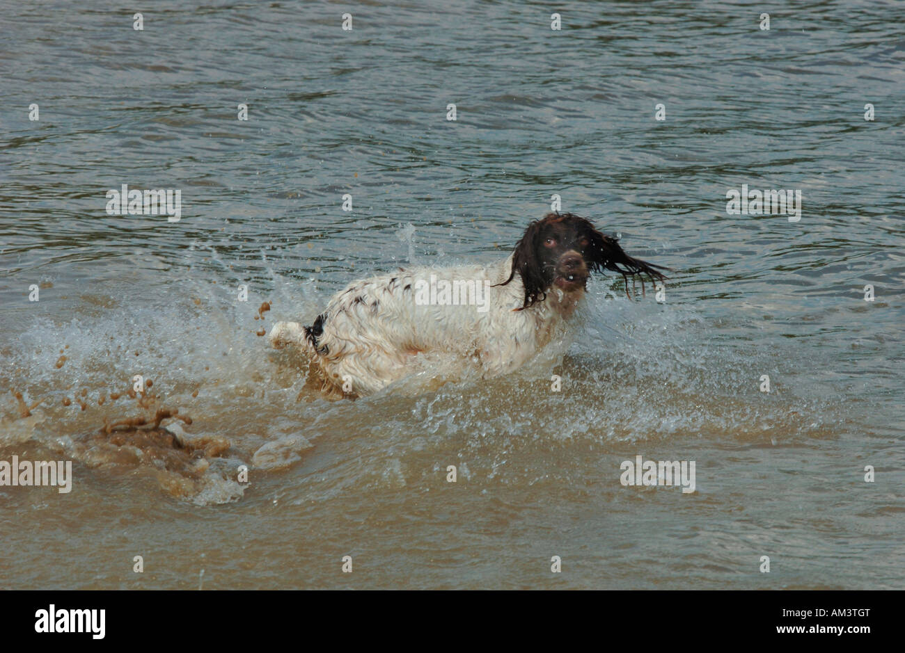 A Springer Spaniel Dog,Playing In The Freshwater Of Carsington ...