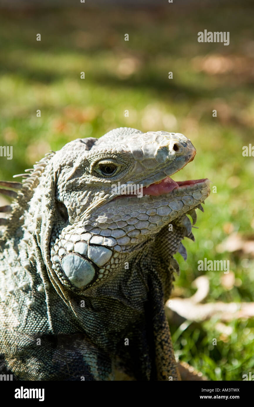 Green Iguana lizard outdoors in the grass Stock Photo - Alamy