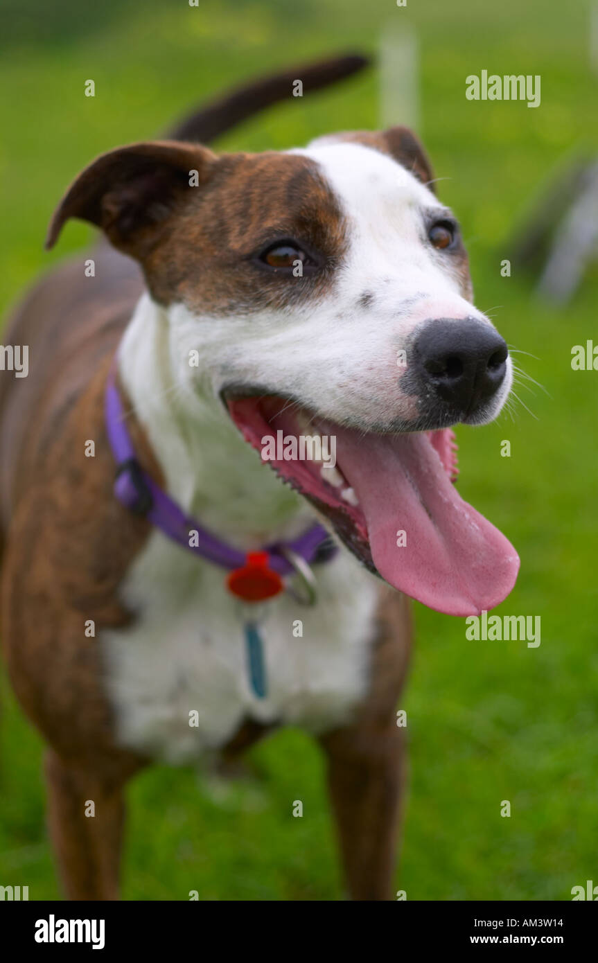 American staffy hi-res stock photography and images - Alamy