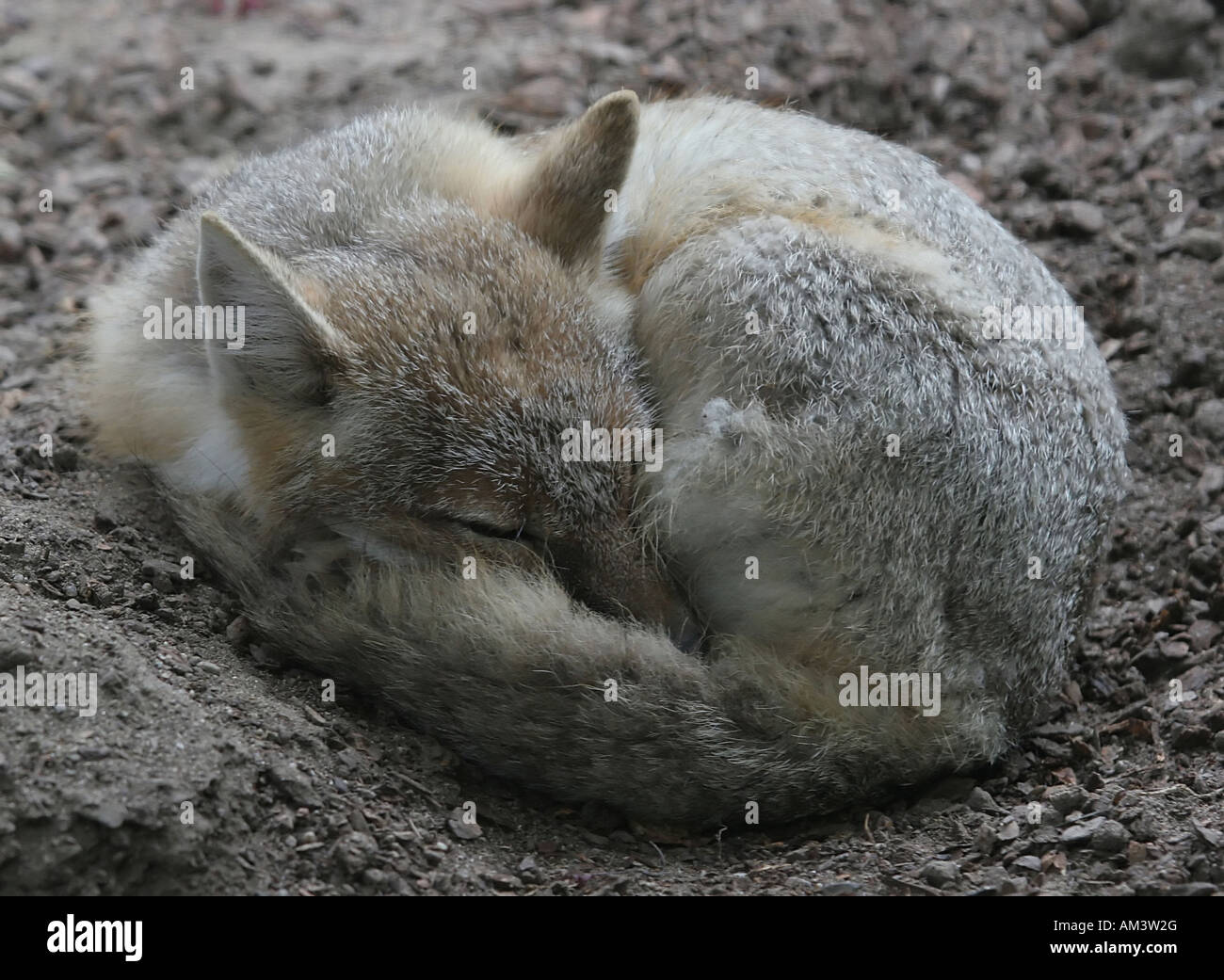 Wild fox curled up sleeping on dirt Stock Photo - Alamy
