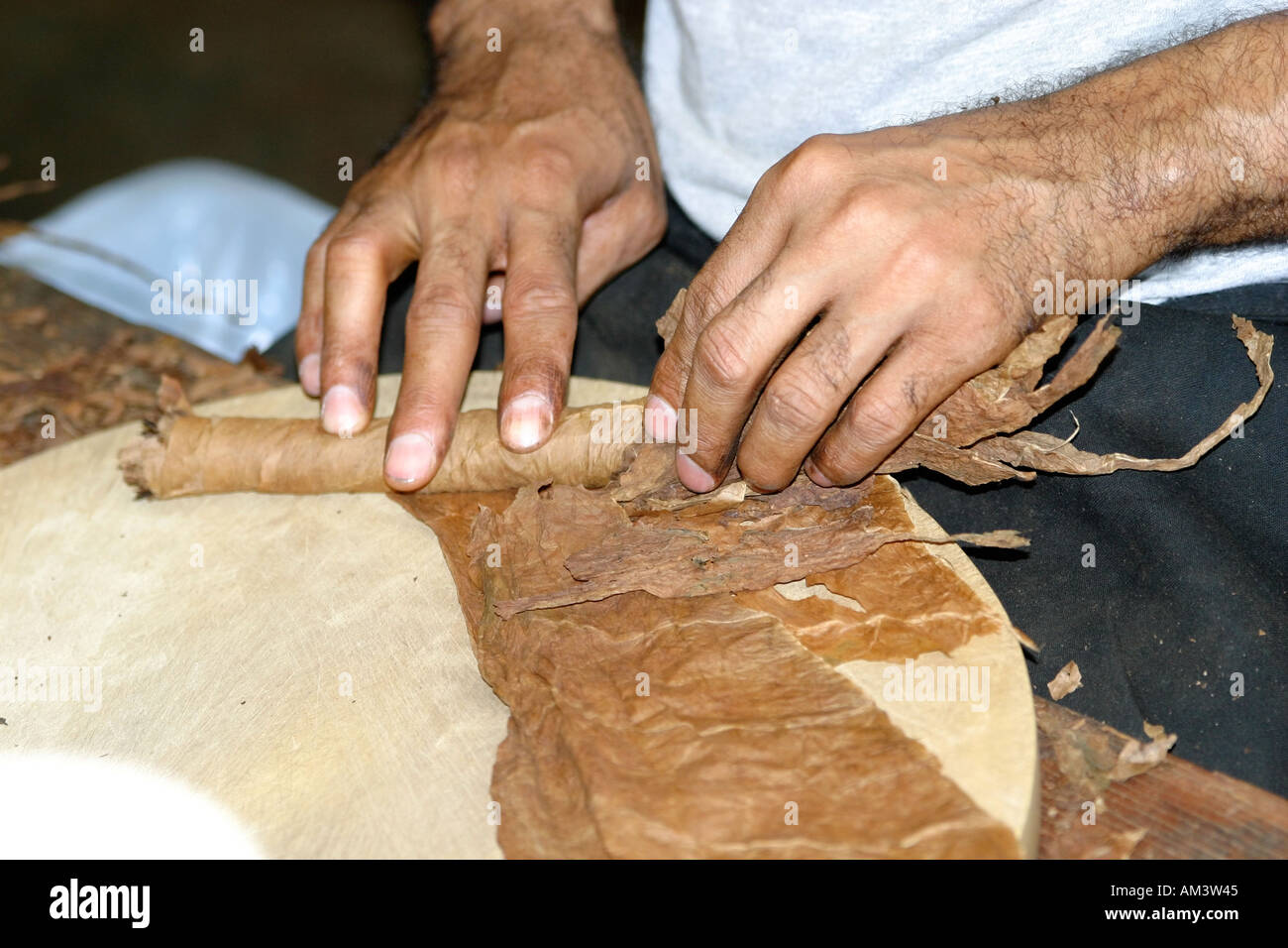 Hand rolling cigars in Louisiana Stock Photo - Alamy