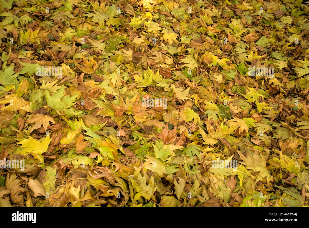 pile of autumn leaves Stock Photo - Alamy