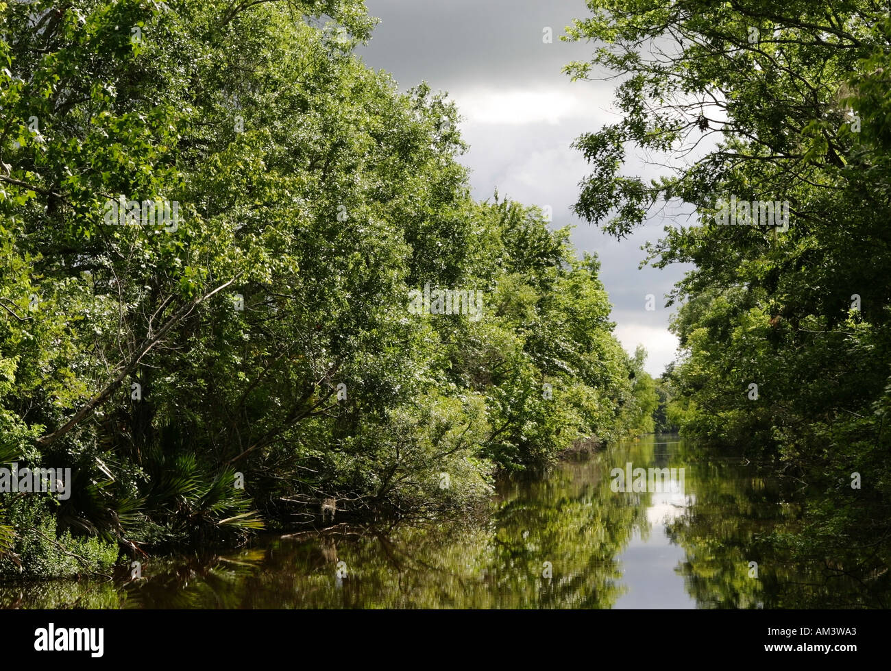 Bayou swamp alligators hi-res stock photography and images - Alamy