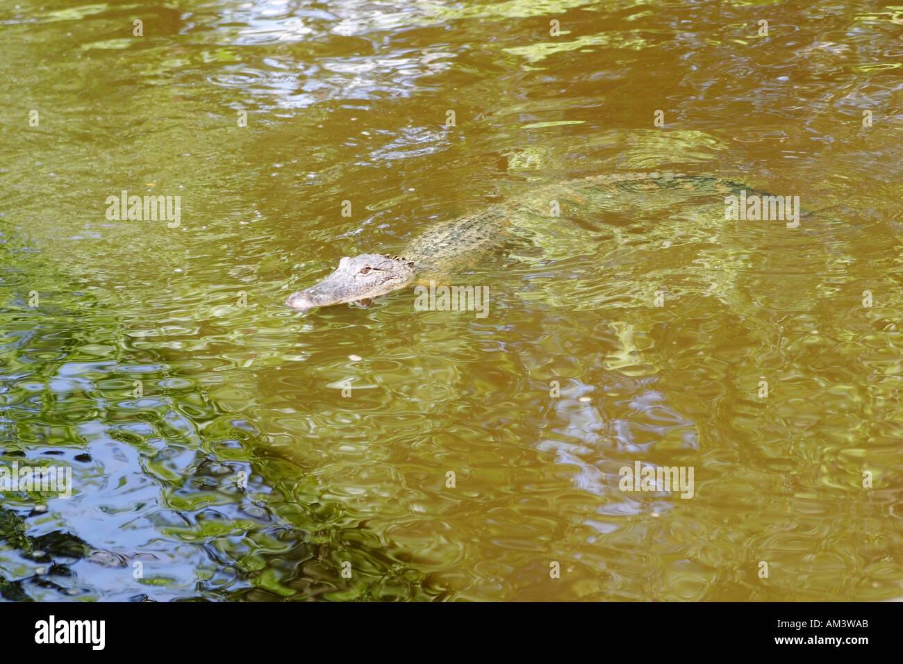 Bayou boat house hi-res stock photography and images - Alamy