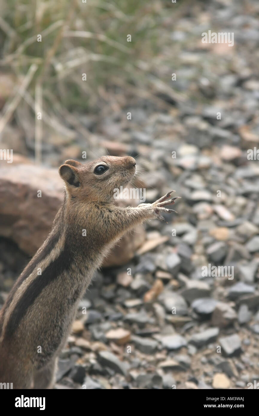 Ground squirrel reaching for food Stock Photo - Alamy