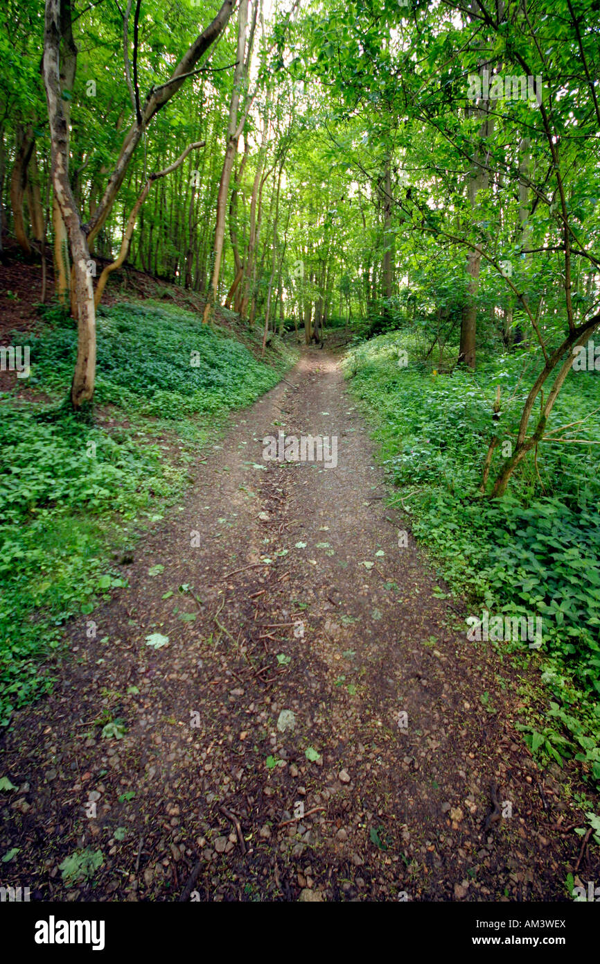 Woodland footpath taking walker up to Belas Knap a chambered tomb near ...