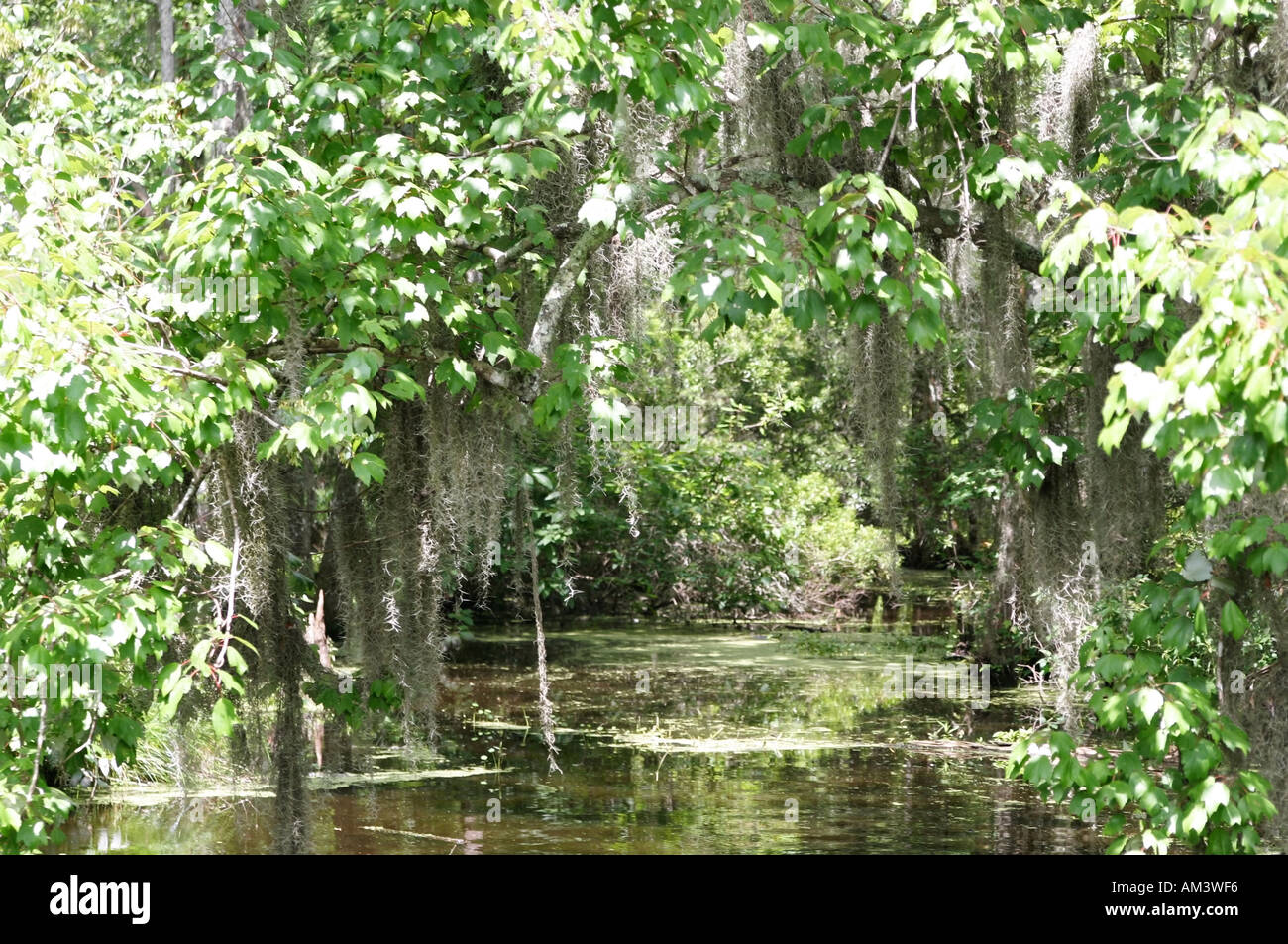 Mississippi bayou boat hi-res stock photography and images - Alamy