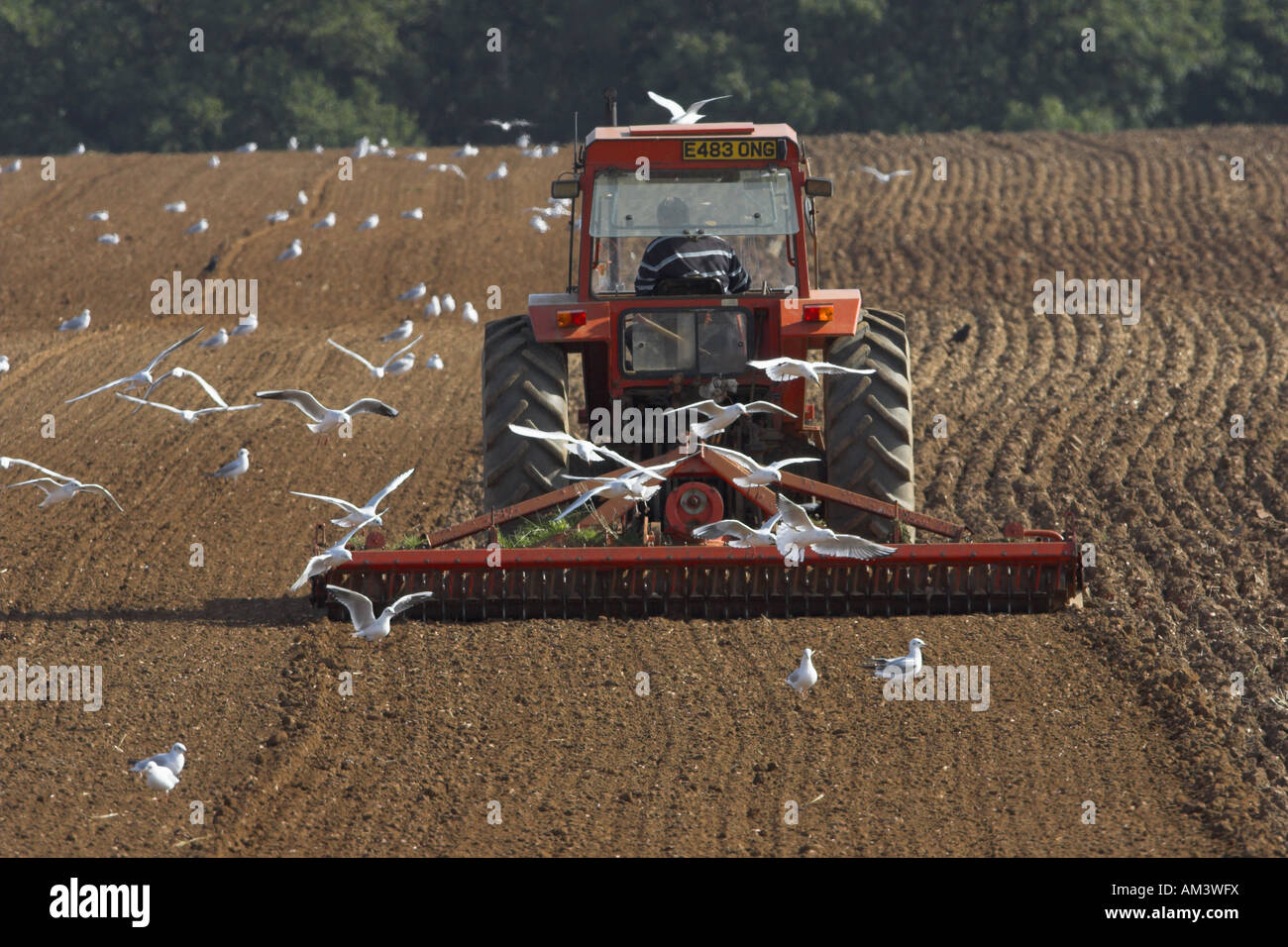 Tractor cultivating arable field with gulls in attendance, Hunstanton ...