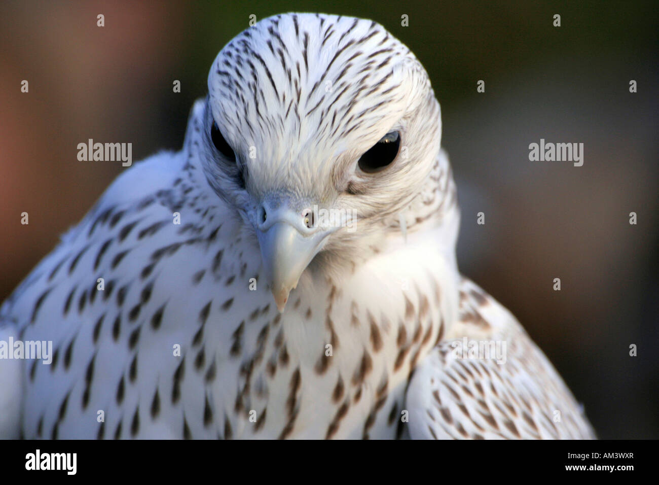 White gyr falcon hi-res stock photography and images - Alamy
