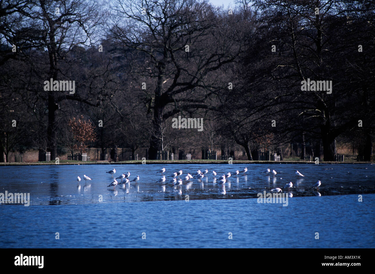 Winter in Richmond Park London Stock Photo - Alamy