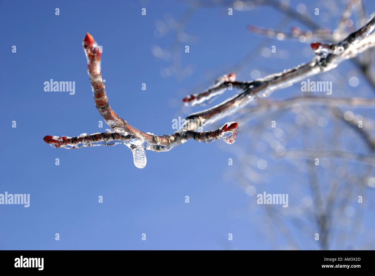 Canadian tree hi-res stock photography and images - Alamy