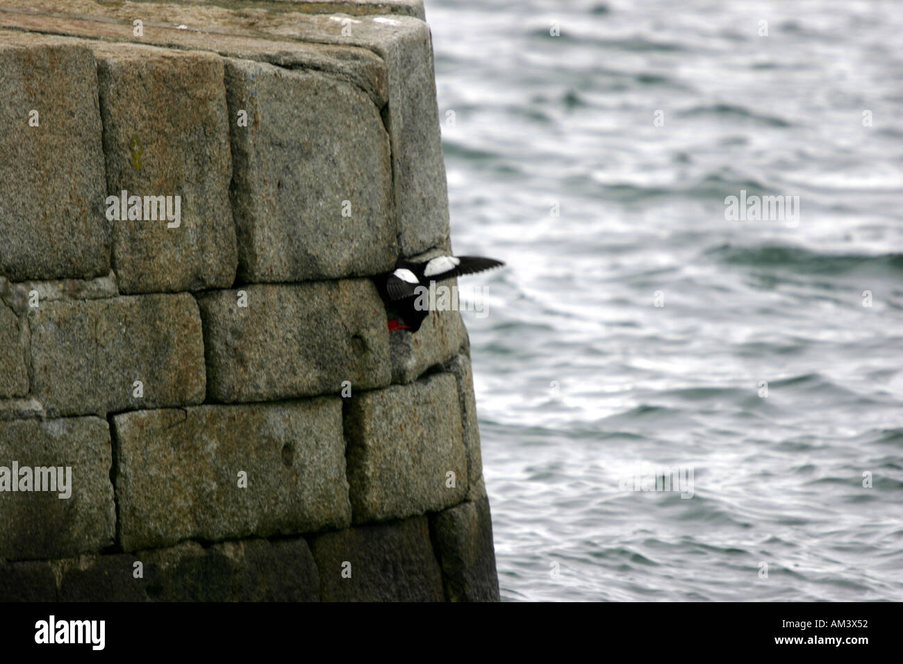 Black Guillemot returning to nest Stock Photo - Alamy
